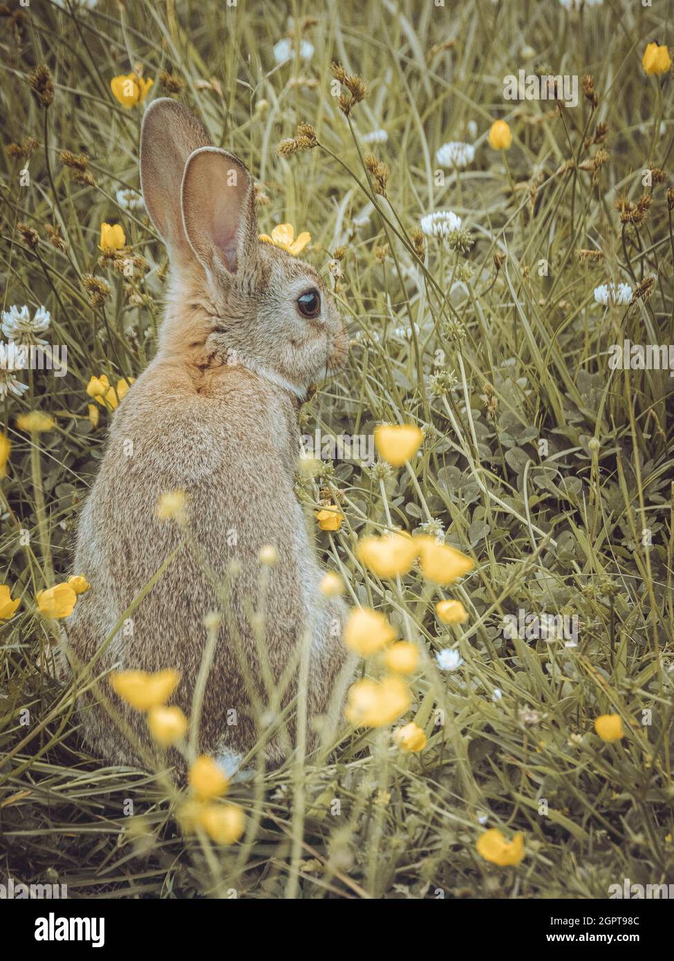 Mammal spring hi-res stock photography and images - Alamy