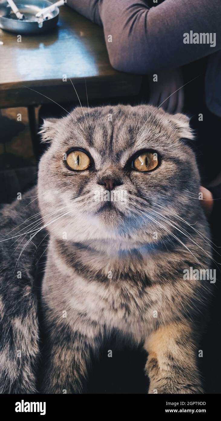 Careful cat hi-res stock photography and images - Alamy