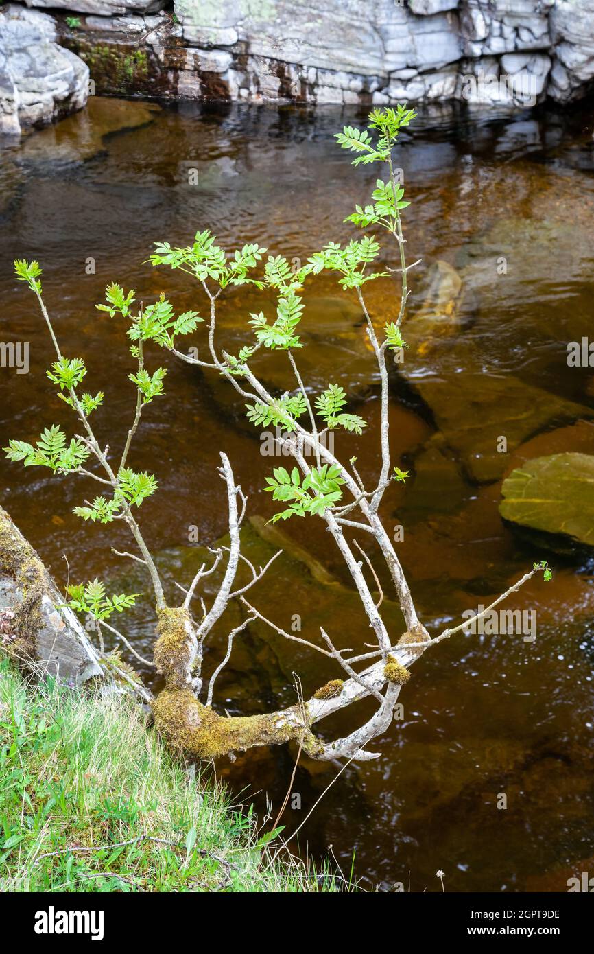 European Rowan tree or Mountain Ash (Sorbus aucuparia), in springtime ...