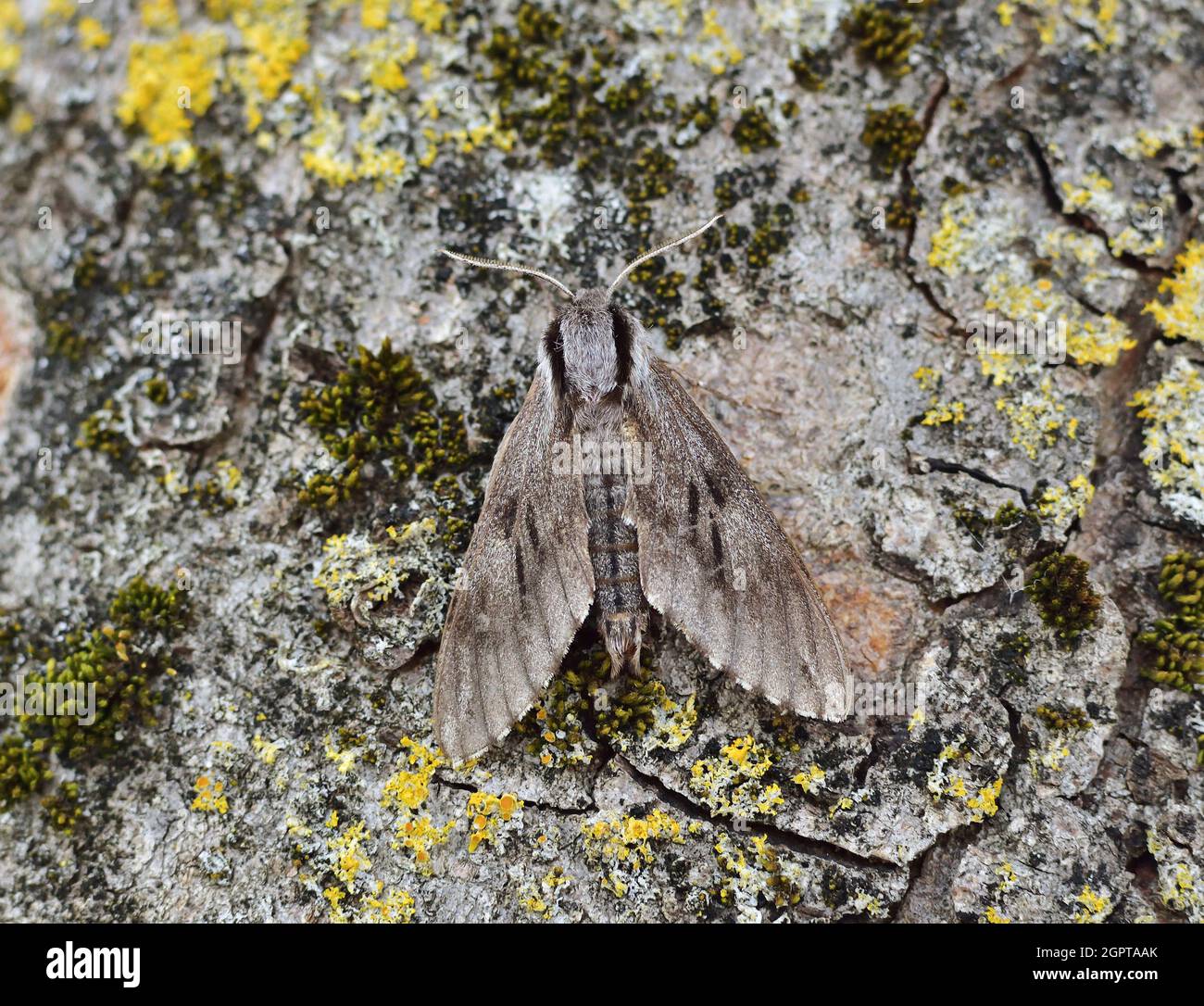 Pine hawk moth hi-res stock photography and images - Alamy