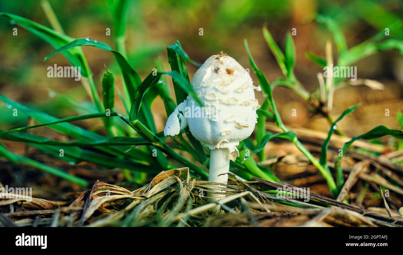 White bog ghost bolete. Poorly absorbed food. Micena inclined poisonous ...