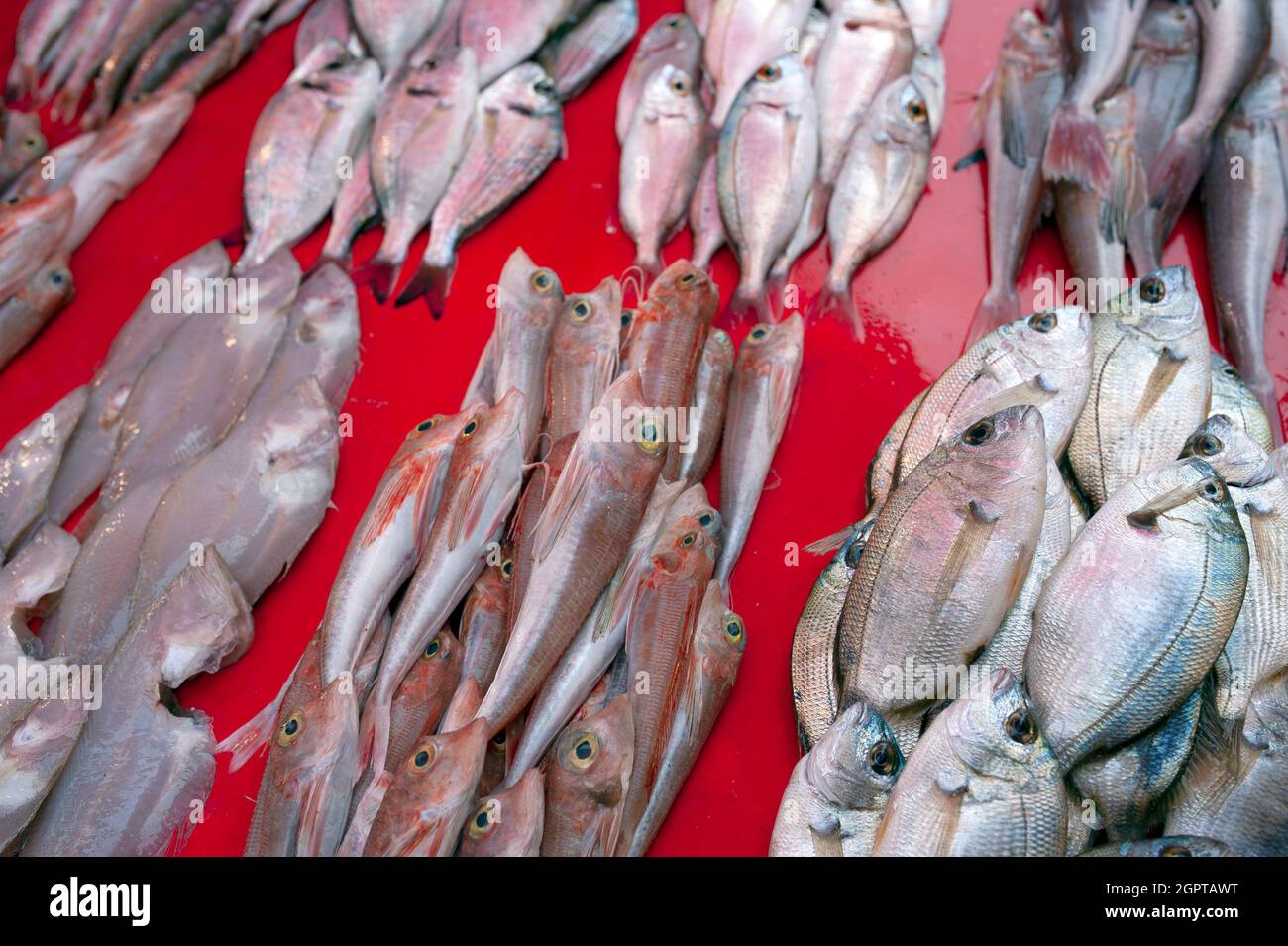 Fish on the counter in the fisherman's shop, fresh sea fish counter ...