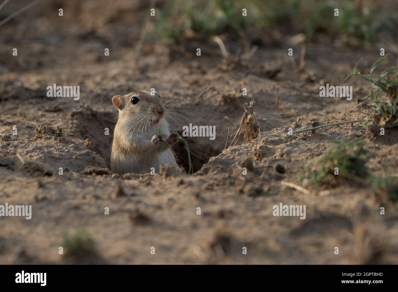 Jird desert hi-res stock photography and images - Alamy