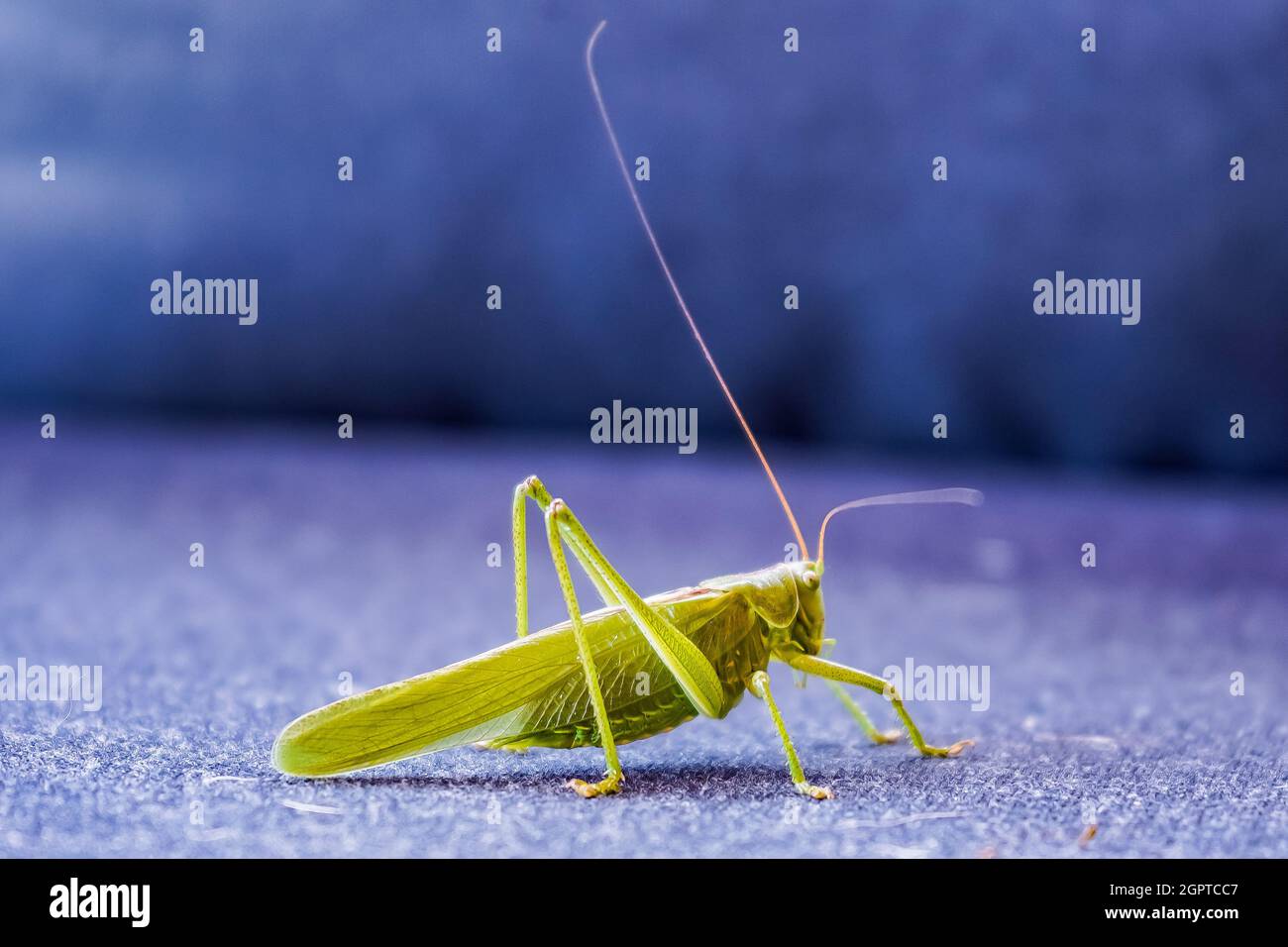 Blue and yellow grasshopper hi-res stock photography and images - Alamy