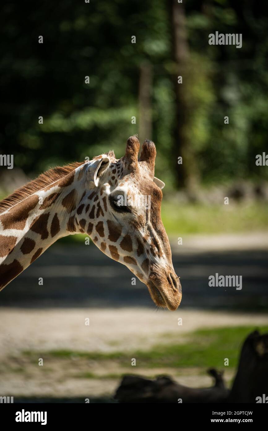 Vertical closeup shot of a giraffe head Stock Photo - Alamy