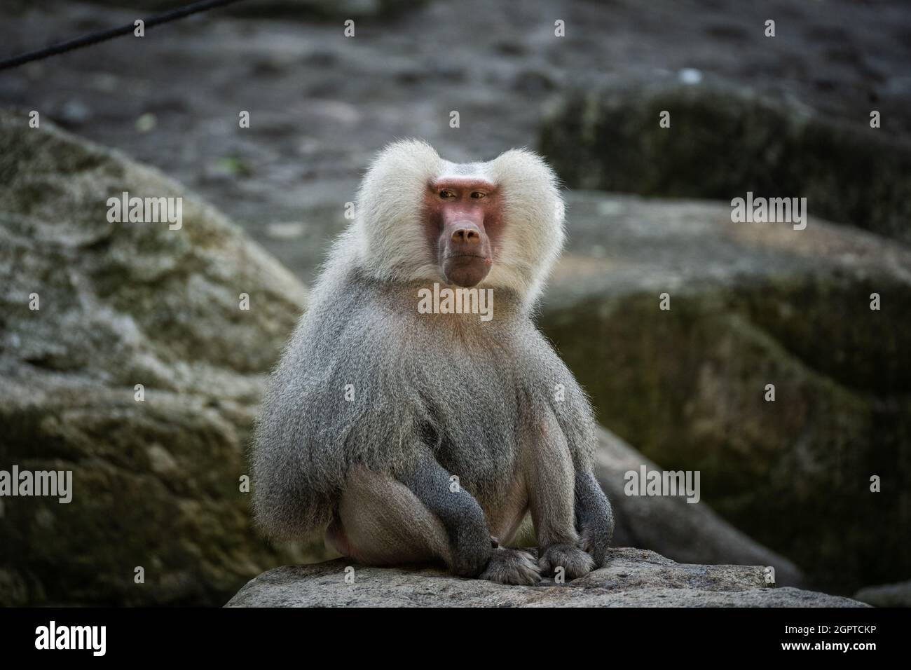 Hamadryas baboon resting on a rock Stock Photo - Alamy