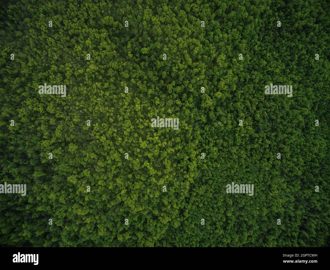 Aerial View Of Trees Stock Photo - Alamy