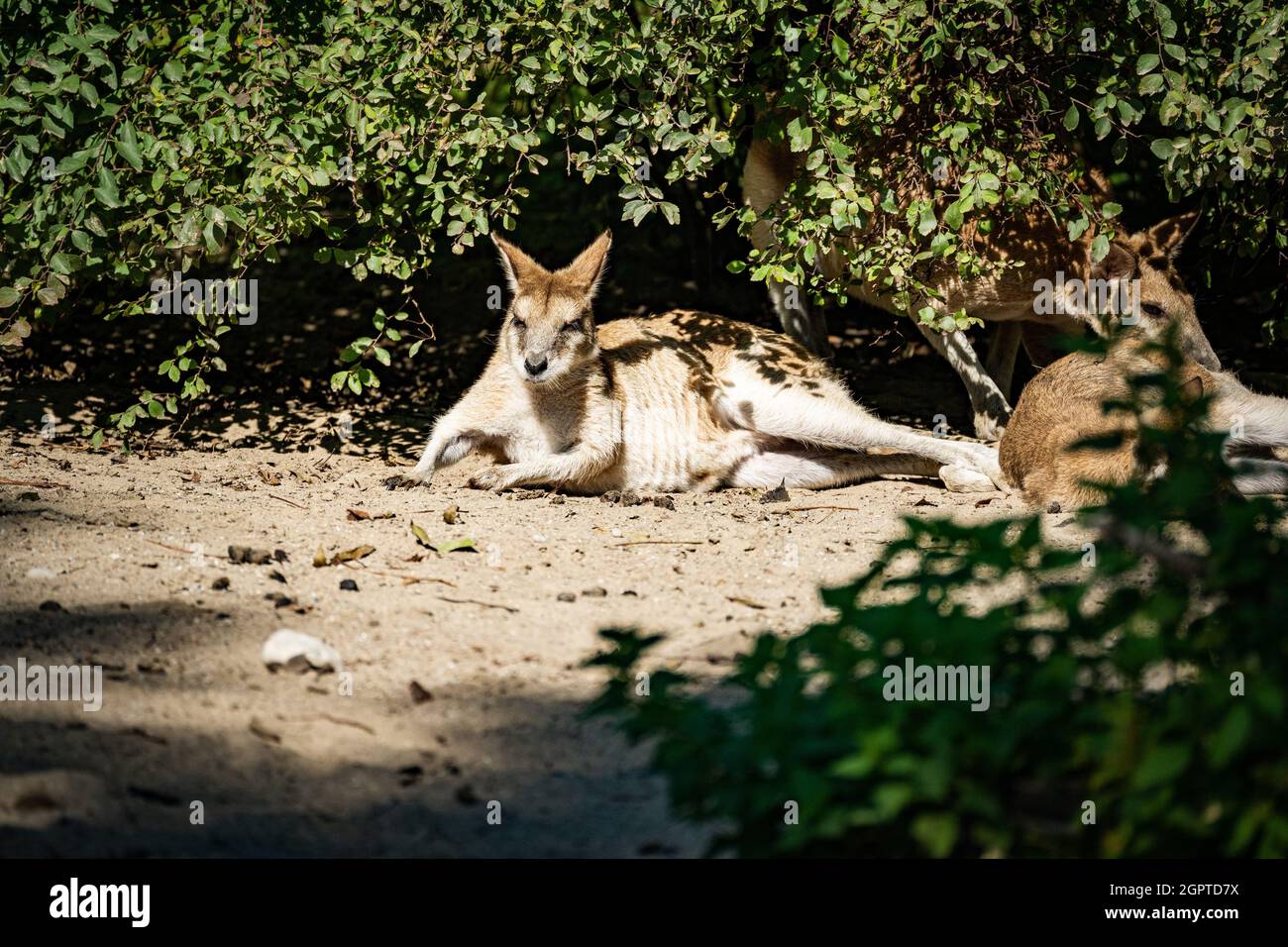 Kangaroo resting on the floor in a sunny zoo habitat Stock Photo - Alamy