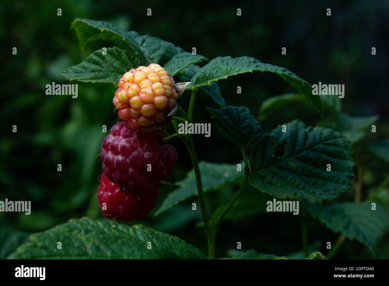 Loganberry growing hi-res stock photography and images - Alamy