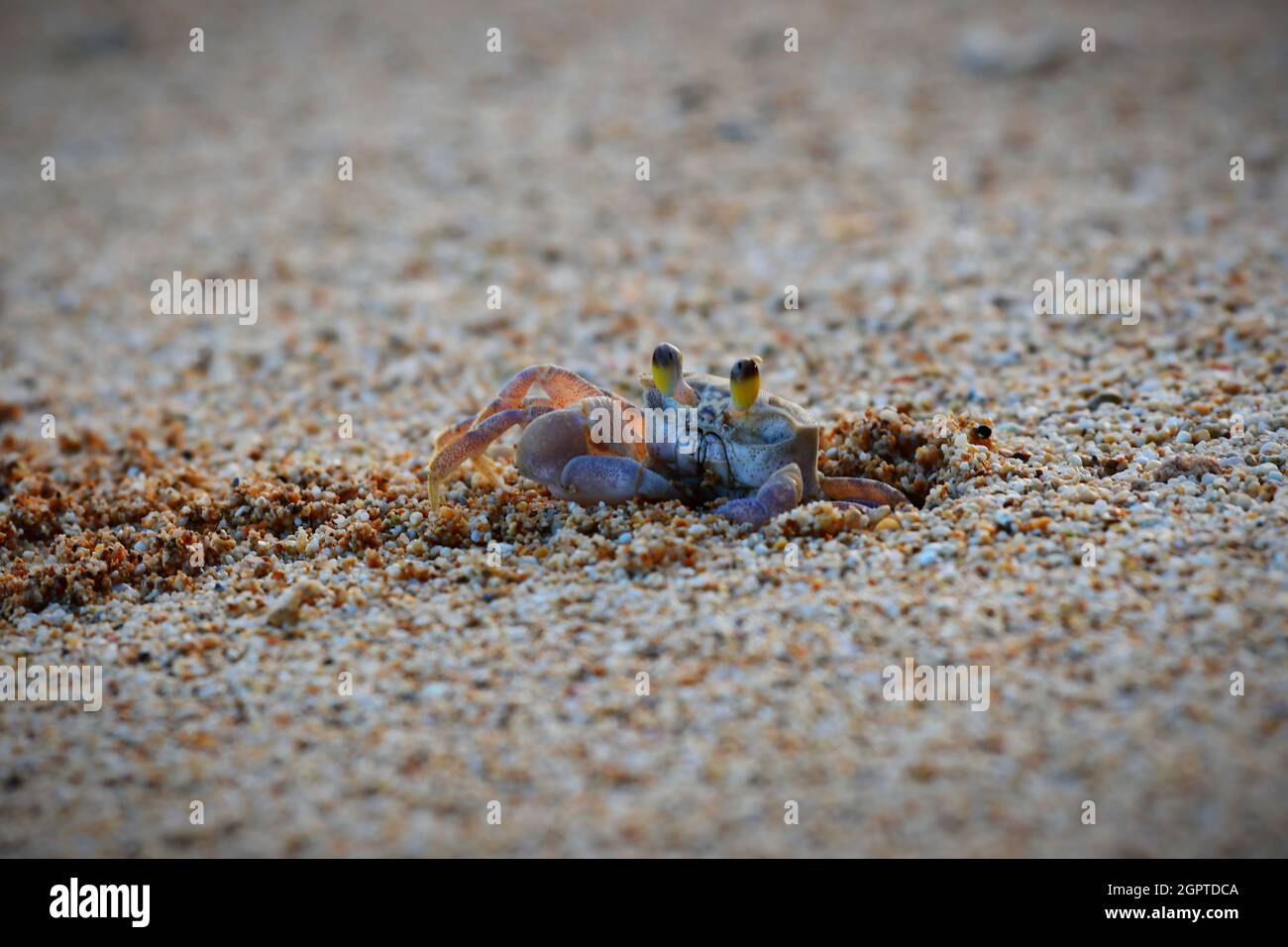 Hawaii crab on beach hi-res stock photography and images - Alamy