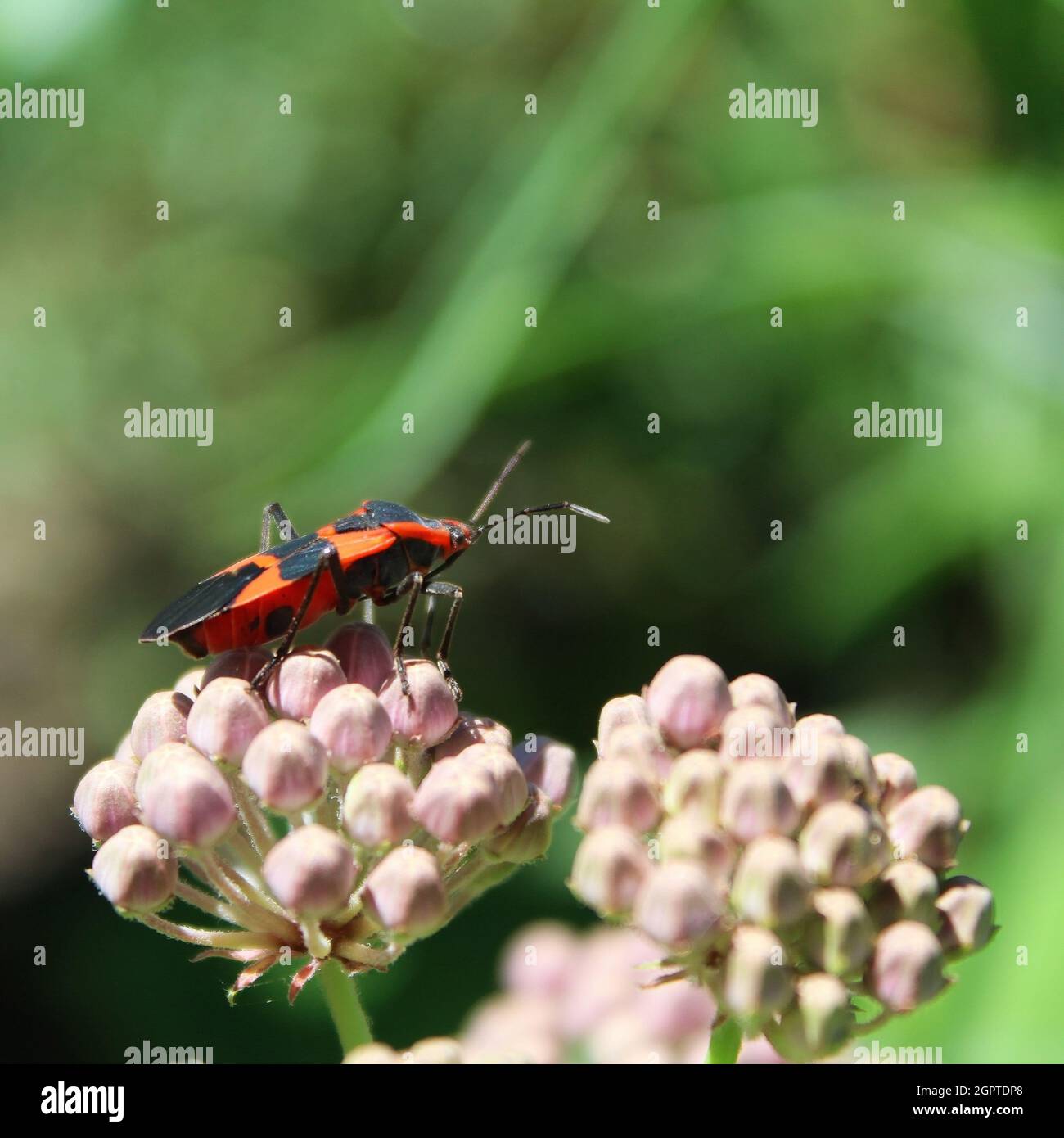 Assassin bug feeding hi-res stock photography and images - Alamy