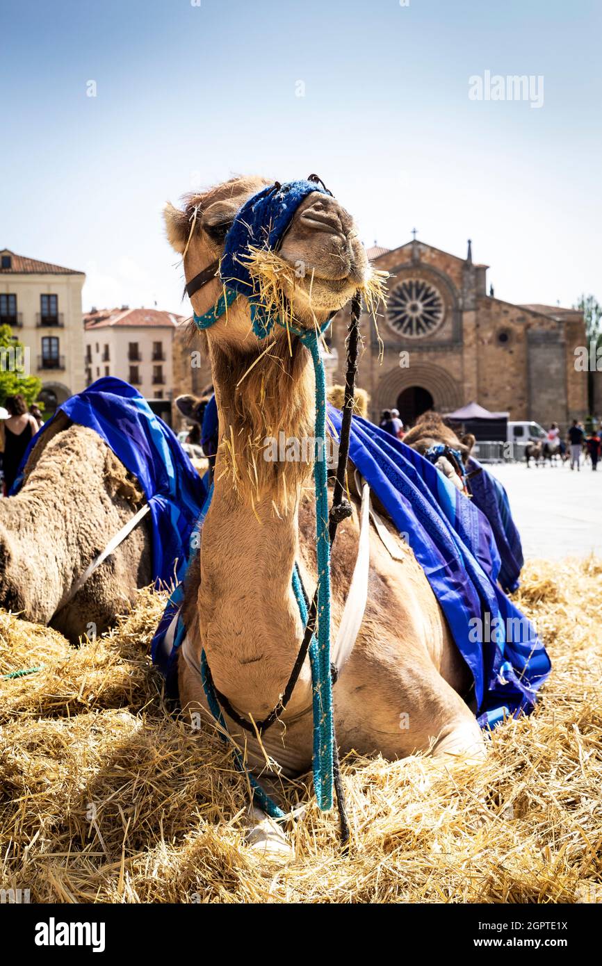 Camel farm spain hi-res stock photography and images - Alamy
