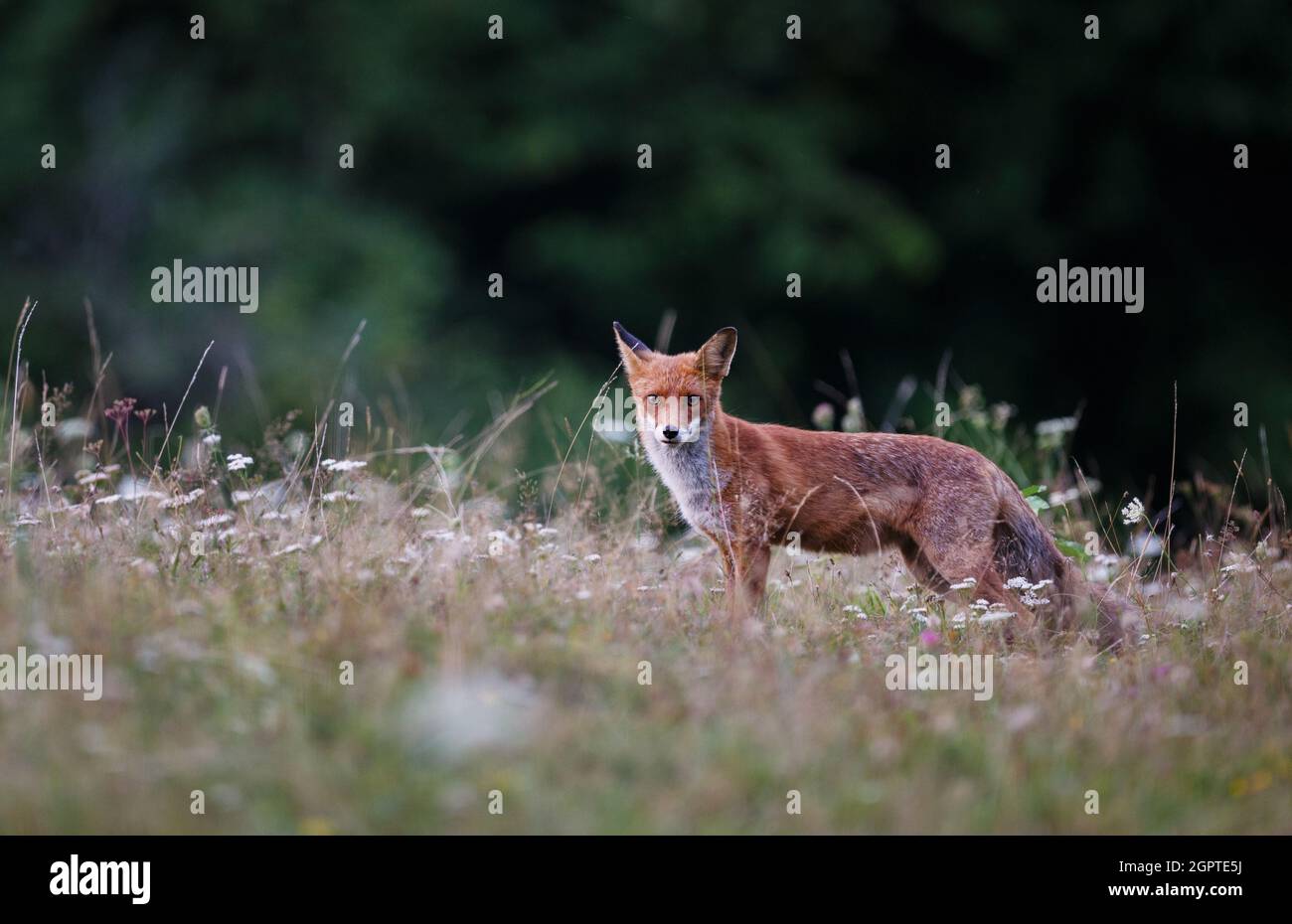 Red fox, vulpes vulpes on forest meadow, Transylvania, Romania Stock ...