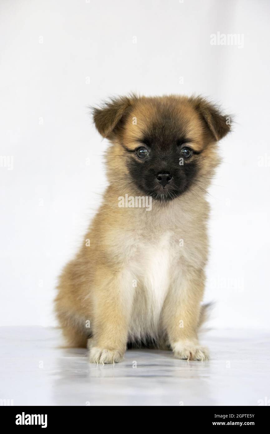 Puppy staring at something, very carefully Stock Photo - Alamy