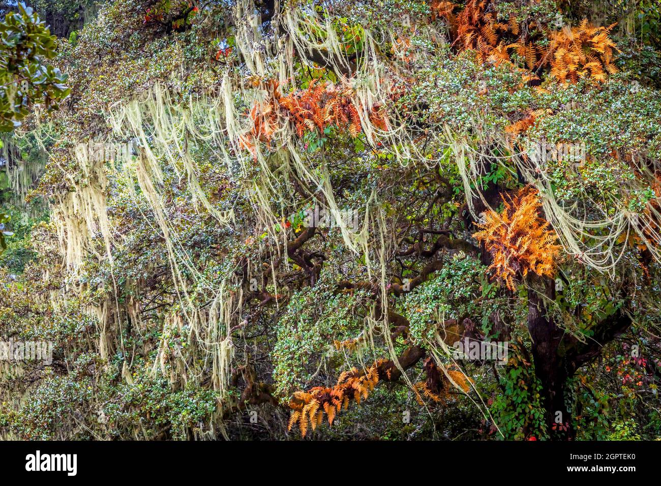 Forest around Tiger's Nest, Paro, Bhutan Stock Photo - Alamy