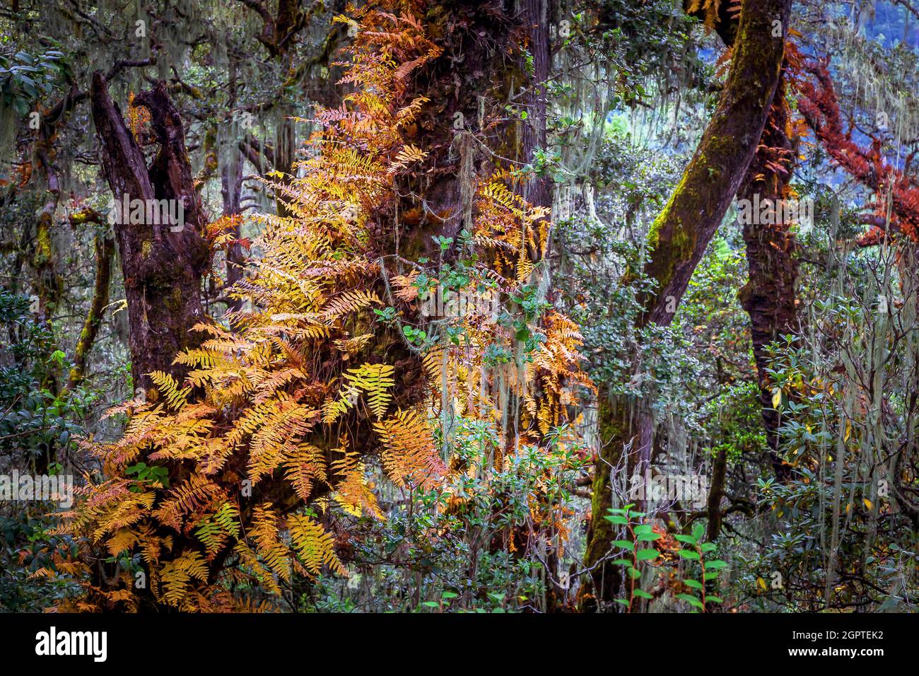 Forest around Tiger's Nest, Paro, Bhutan Stock Photo - Alamy