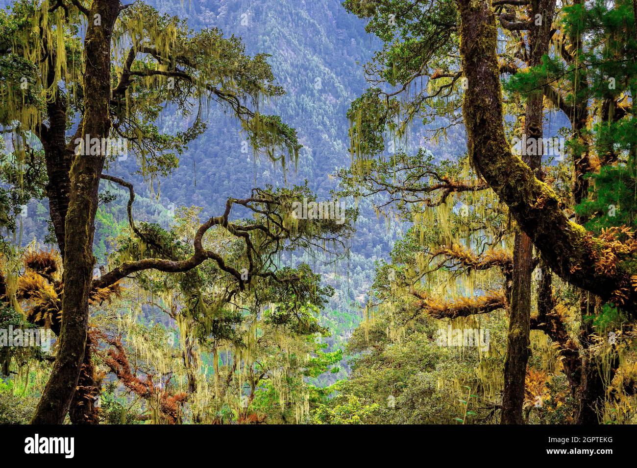Forest around Tiger's Nest, Paro, Bhutan Stock Photo - Alamy