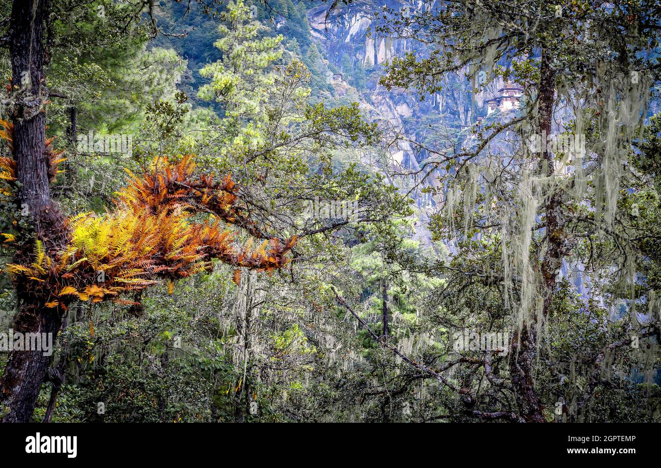 Forest around Tiger's Nest, Paro, Bhutan Stock Photo - Alamy