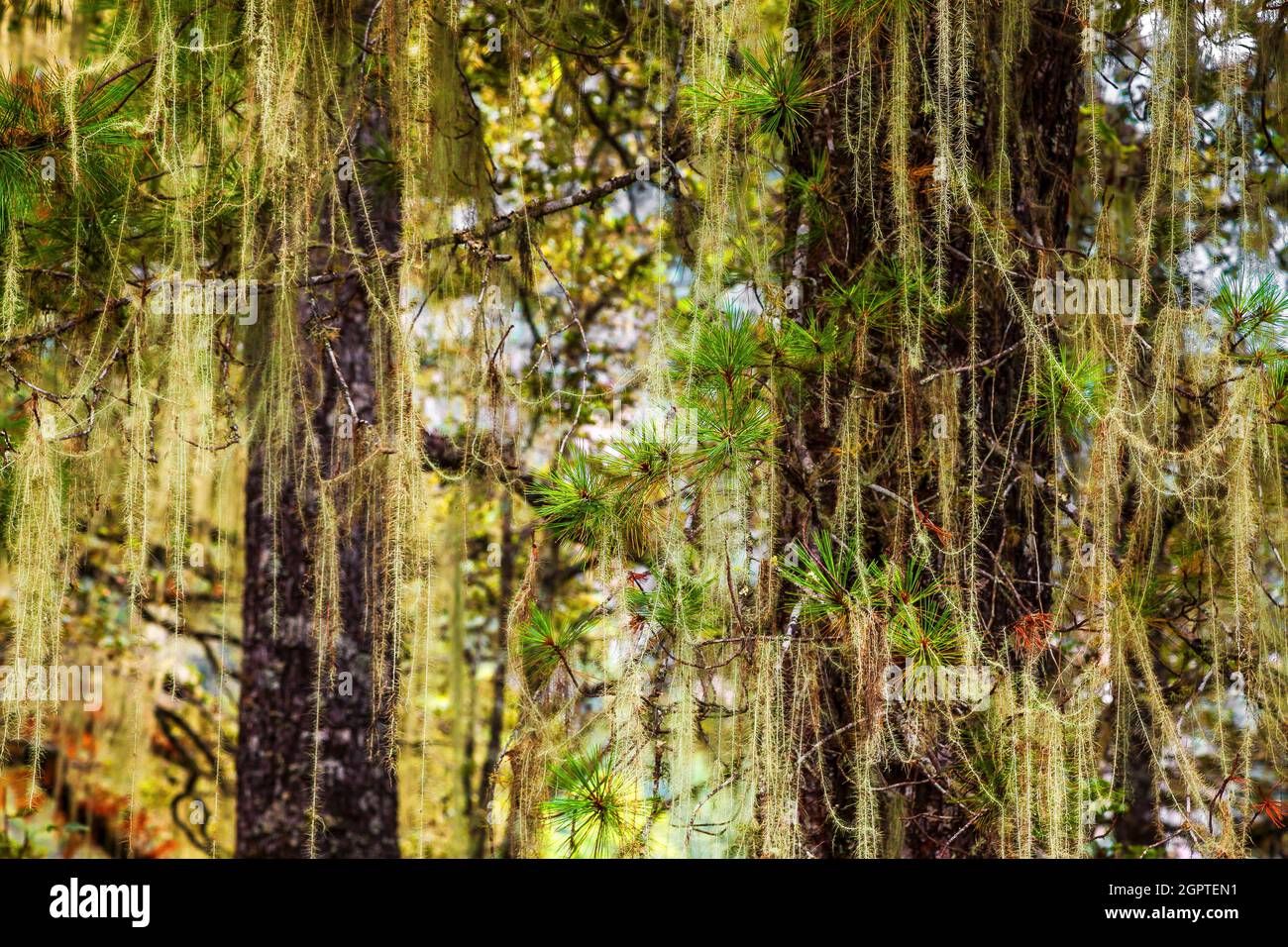Forest around Tiger's Nest, Paro, Bhutan Stock Photo - Alamy
