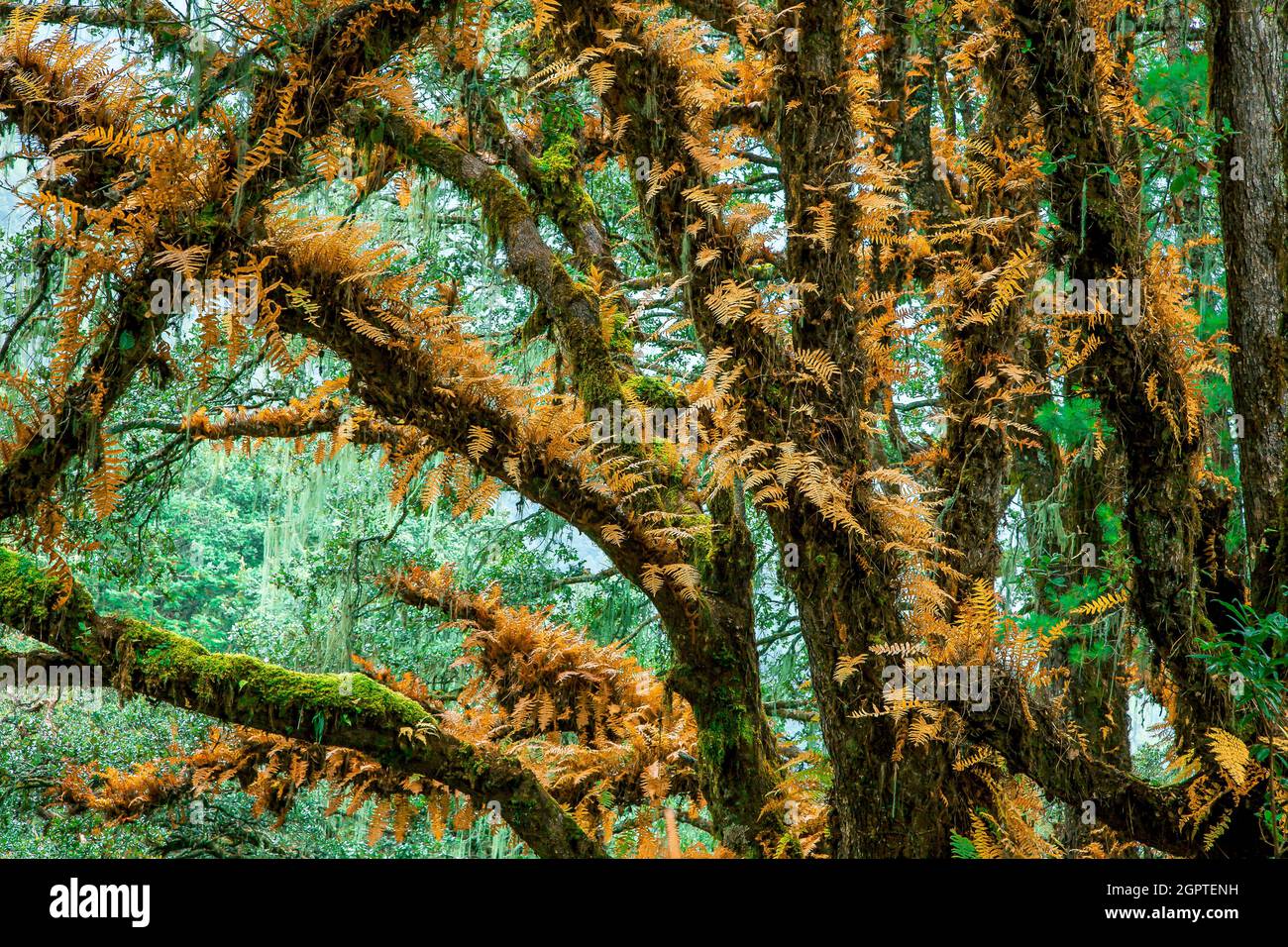 Paro himalayas travel hi-res stock photography and images - Alamy