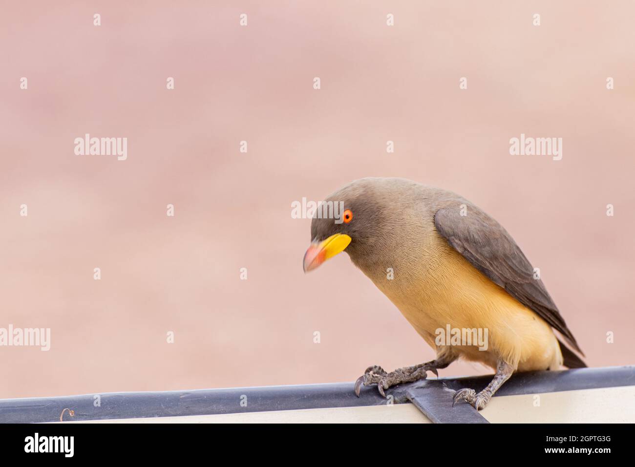 Pose bird wildlife hi-res stock photography and images - Alamy