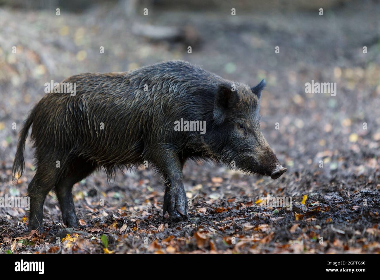 Romania transylvania boar hi-res stock photography and images - Alamy