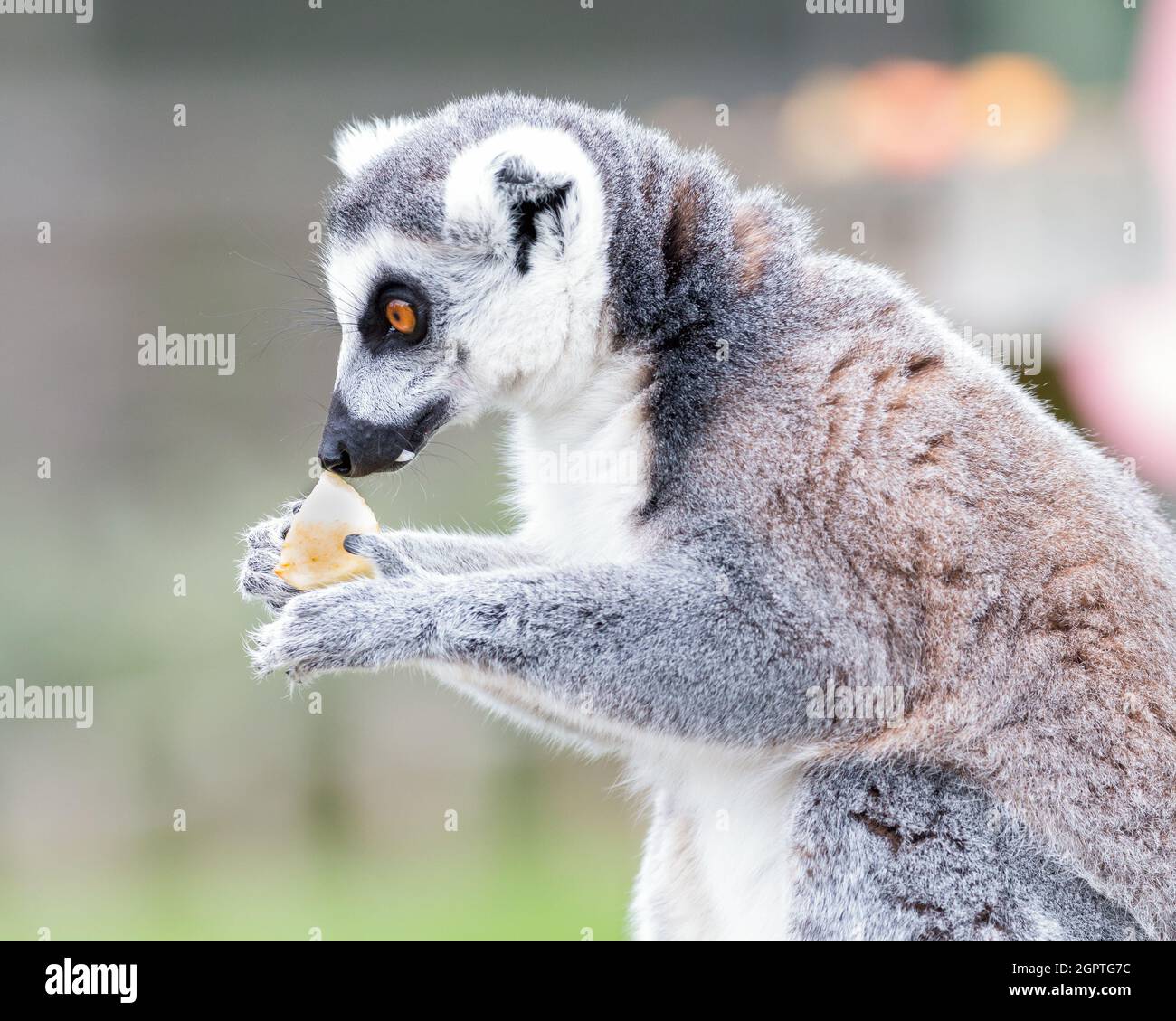 California of lemur hi-res stock photography and images - Alamy