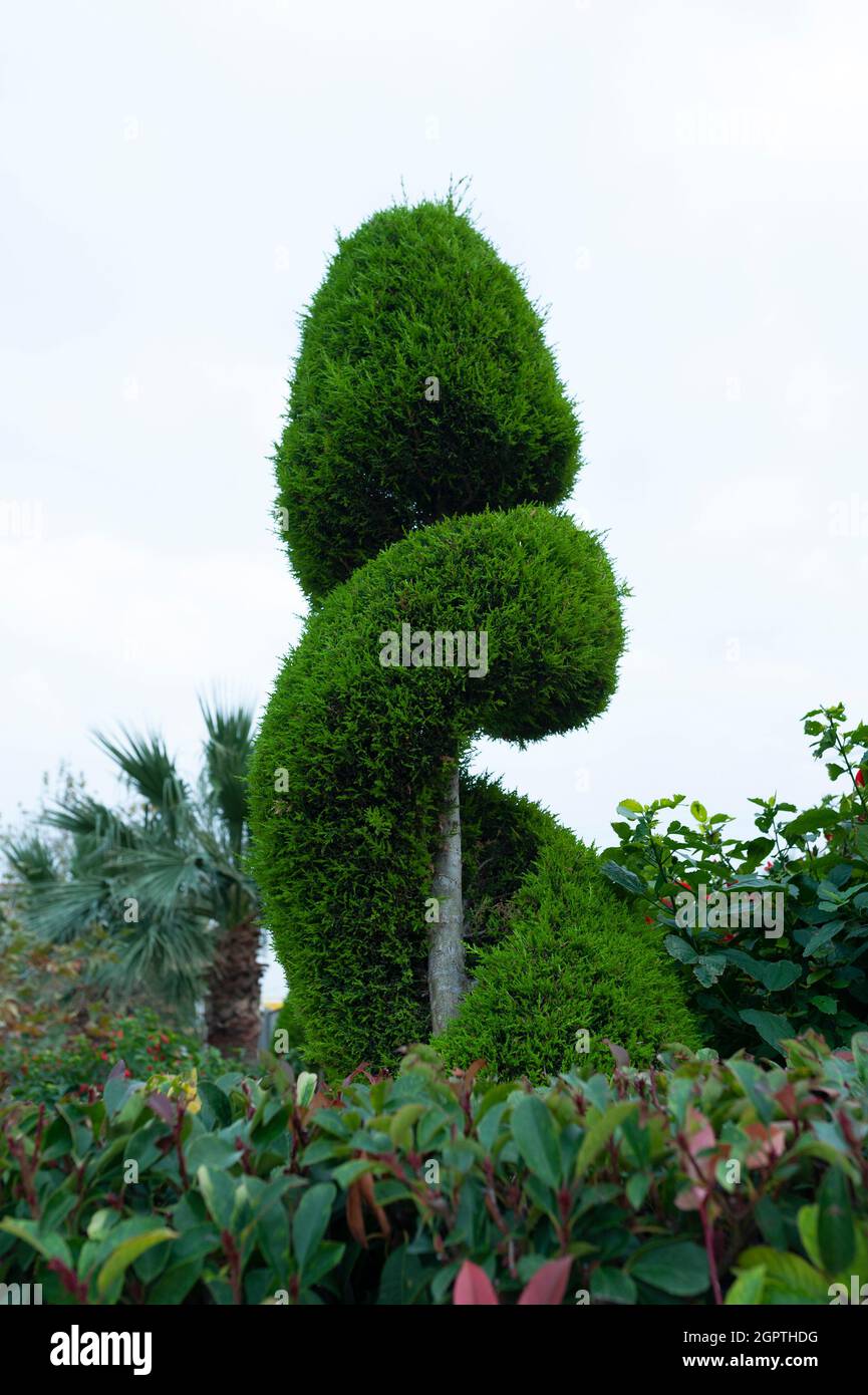 Volute tree hi-res stock photography and images - Alamy