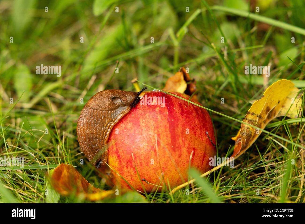 Slug eats leaf hi-res stock photography and images - Alamy
