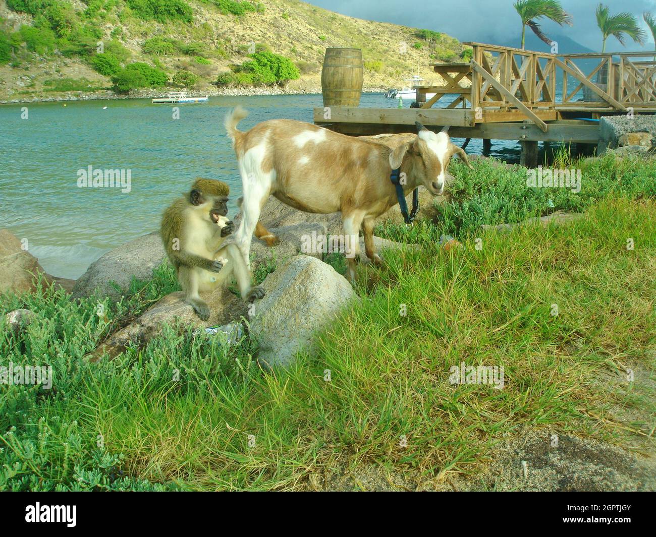Goat and monkey hi-res stock photography and images - Alamy
