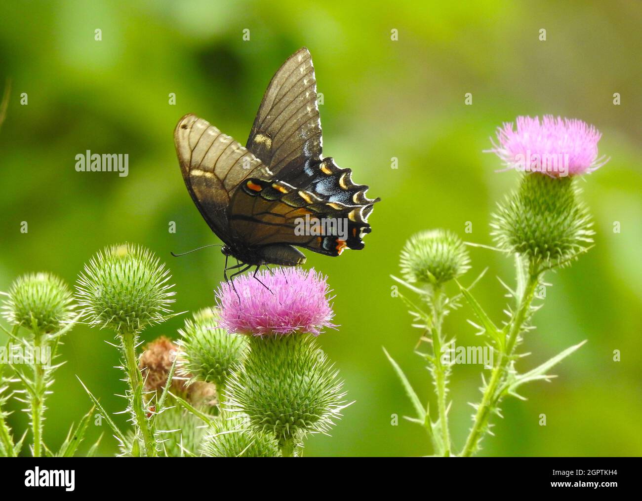 Swallow tailed butterfly hi-res stock photography and images - Alamy