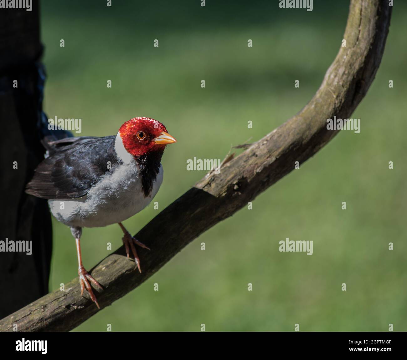 Iberá national park hi-res stock photography and images - Alamy