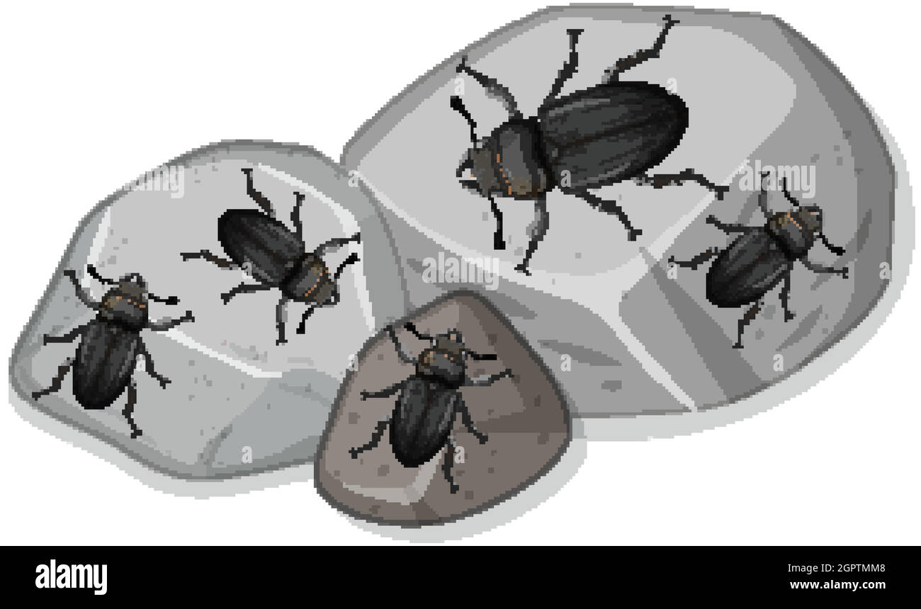 Beetle top view hi-res stock photography and images - Alamy