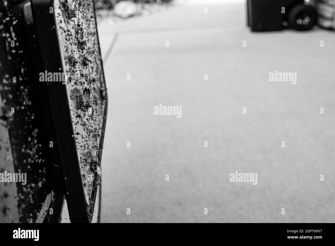 Splattered insects hi-res stock photography and images - Alamy