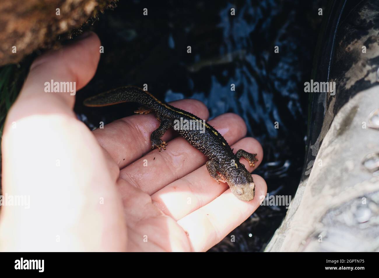 View of a northern crested newt on a person's hand Stock Photo - Alamy