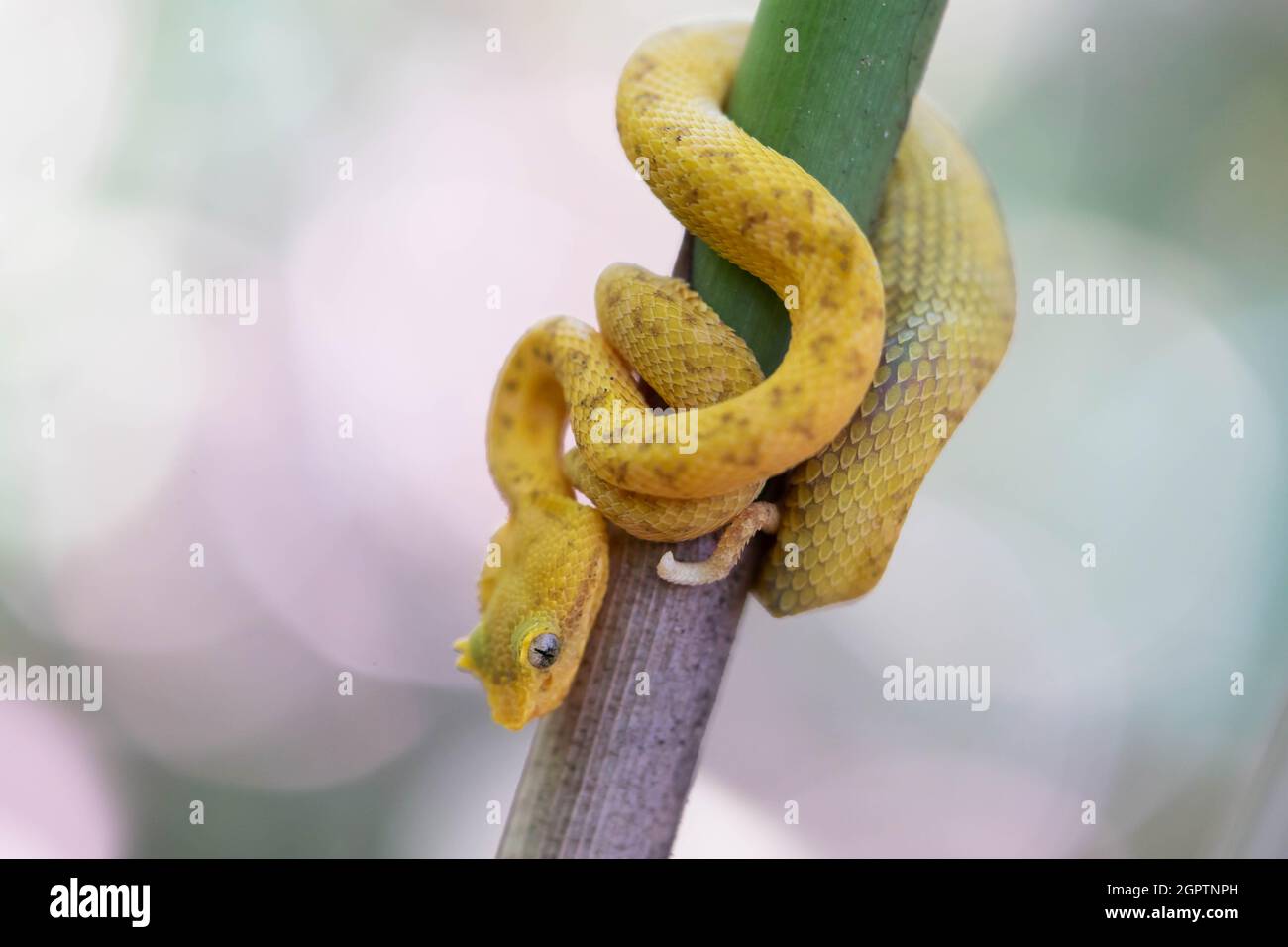 Wrapped around stem hi-res stock photography and images - Alamy