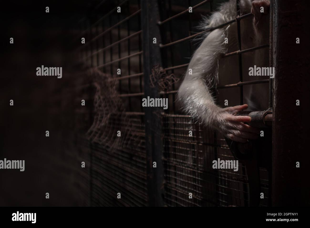 Monkey Slavery High Resolution Stock Photography and Images - Alamy