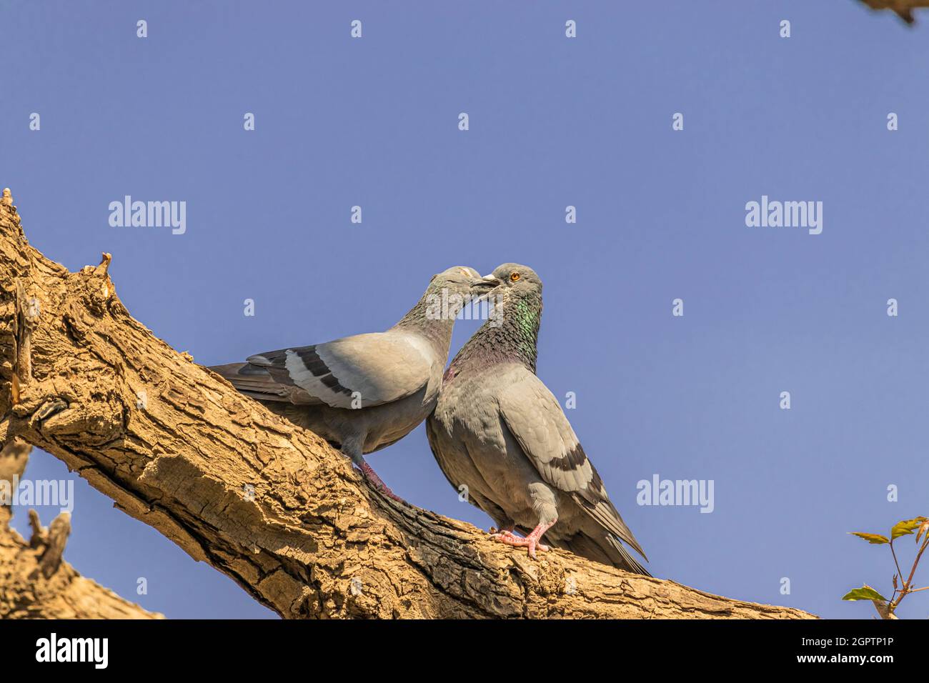 Pigeon love each other hi-res stock photography and images - Alamy