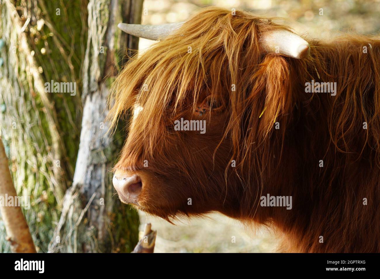 Side view of highland cow hi-res stock photography and images - Alamy