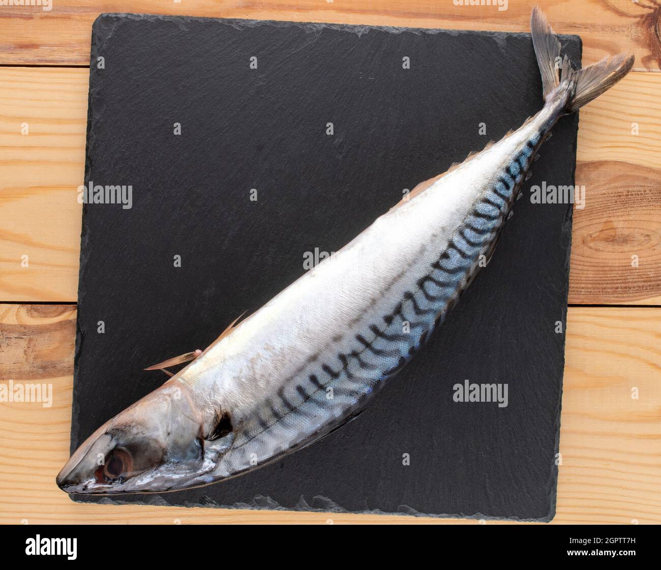 One slightly salted mackerel fish on a slate stone, close-up, top view ...