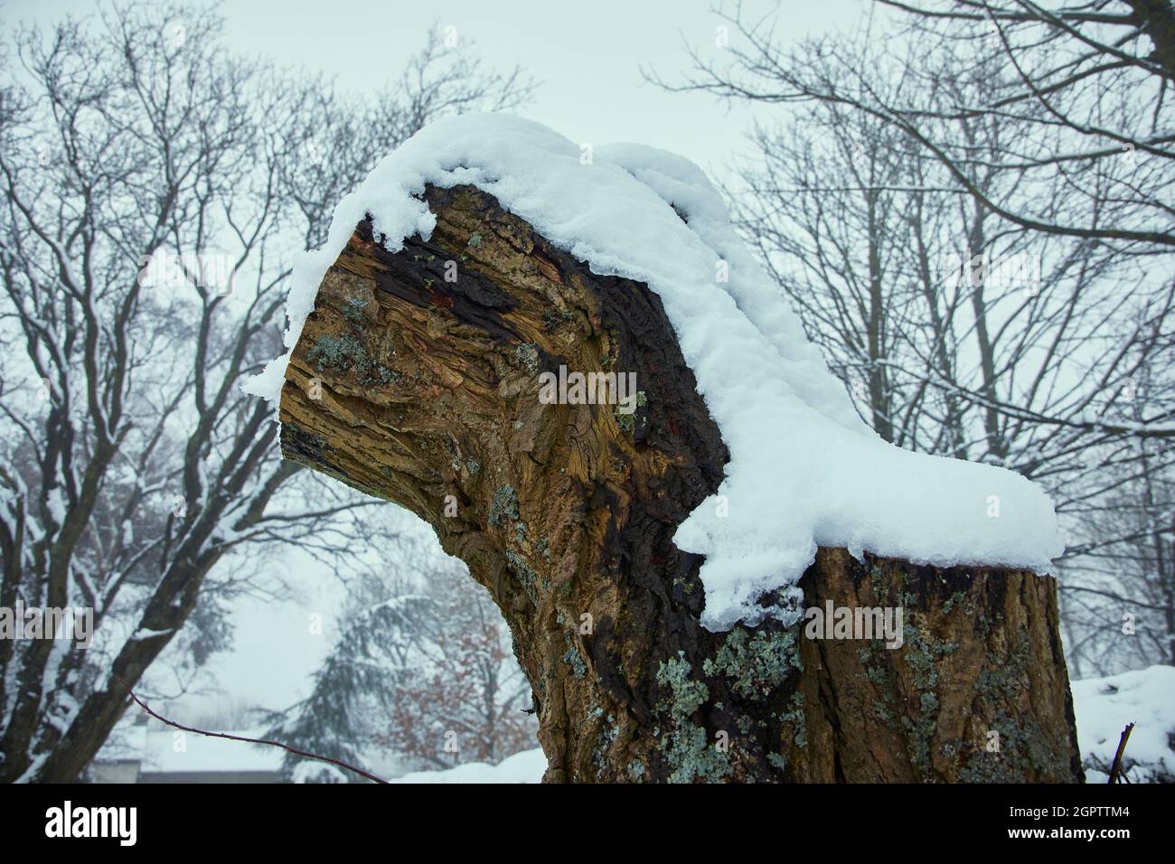 Snow covered willow tree hi-res stock photography and images - Alamy