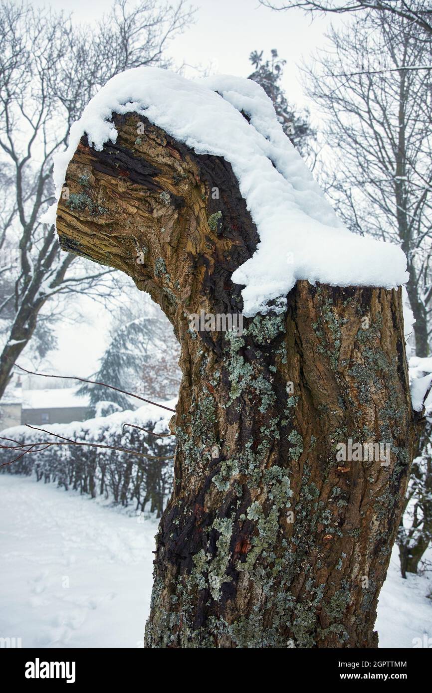 Snow covered dead willow tree trunk Stock Photo - Alamy