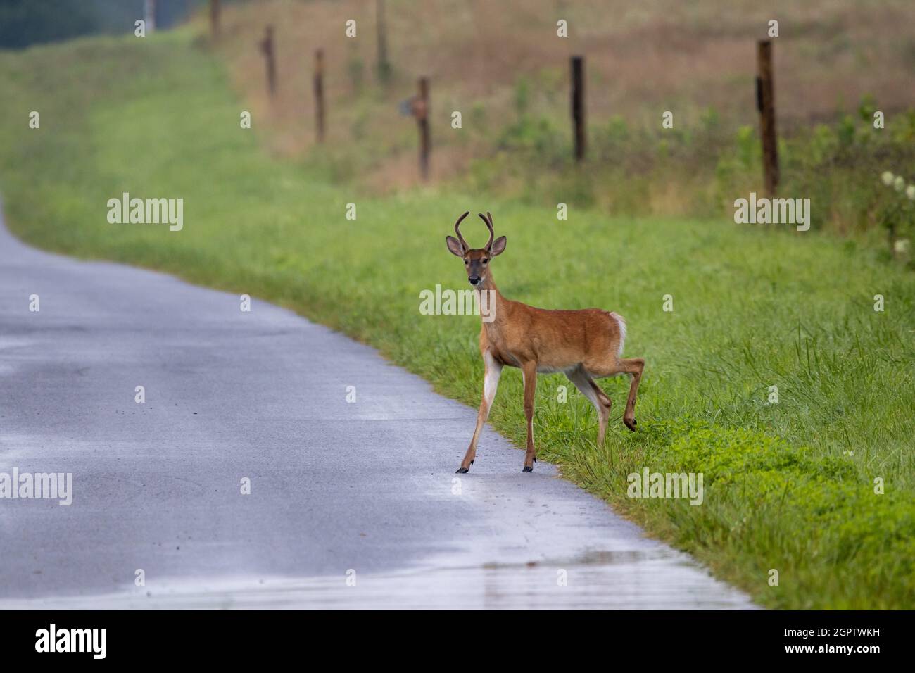 Deer side view in road hi-res stock photography and images - Alamy