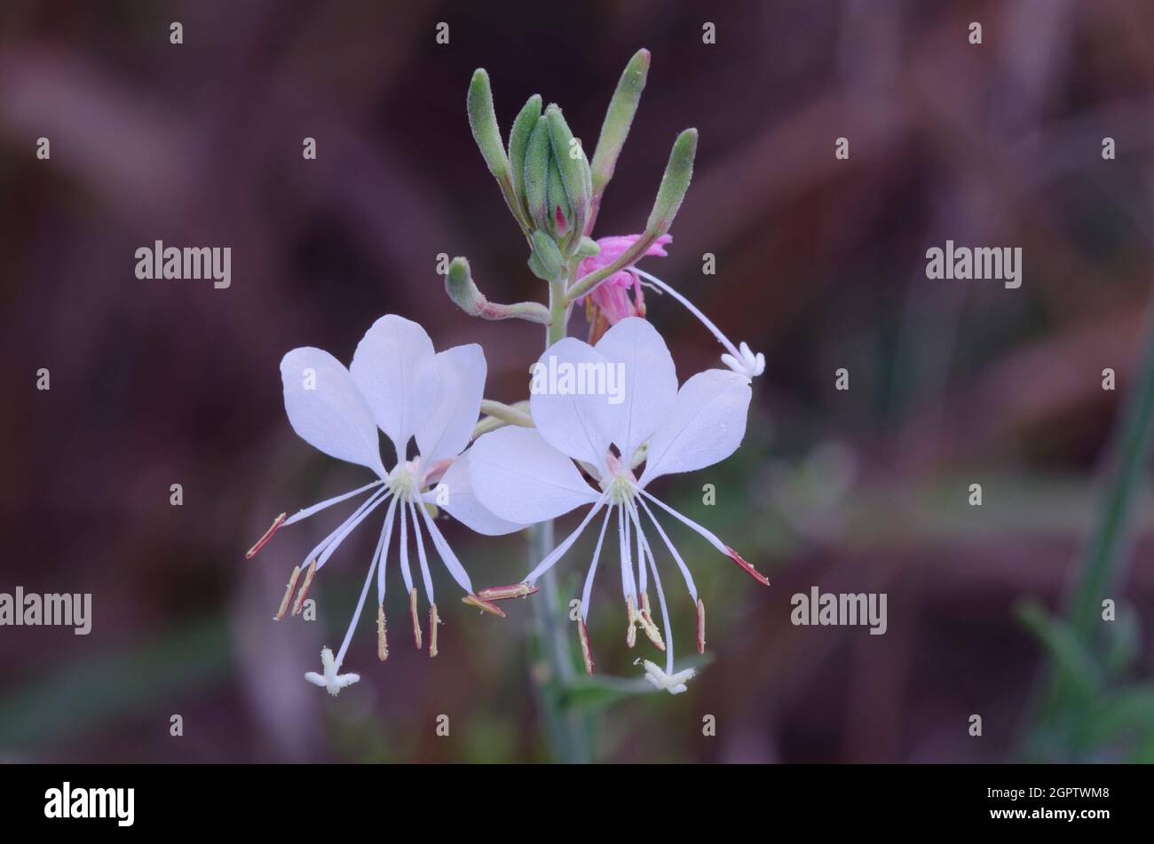 Tall gaura hi-res stock photography and images - Alamy