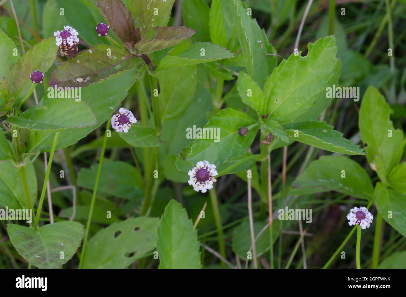 Lanceleaf frogfruit hi-res stock photography and images - Alamy