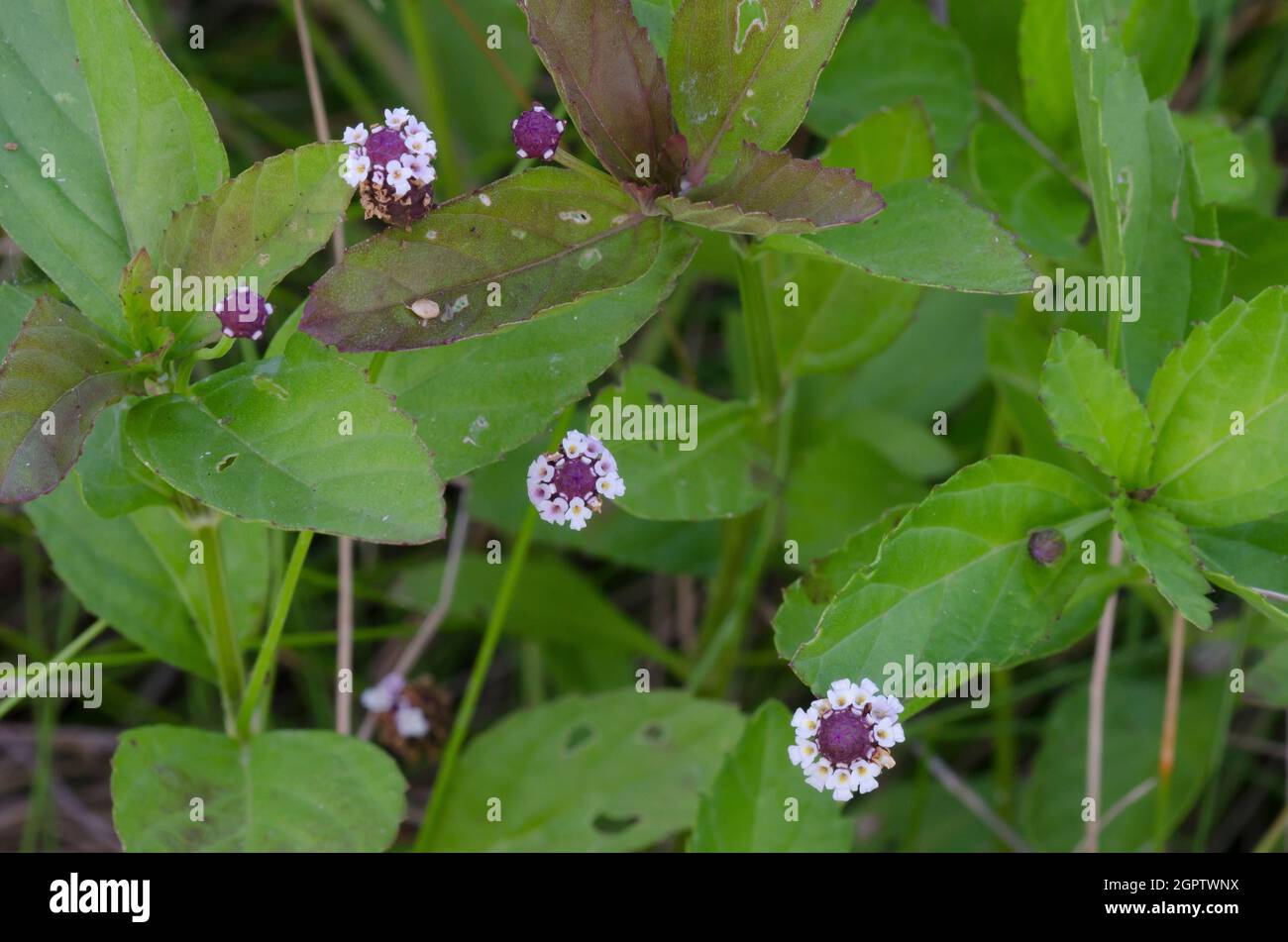 Lanceleaf Fogfruit, Phyla lanceolata Stock Photo - Alamy