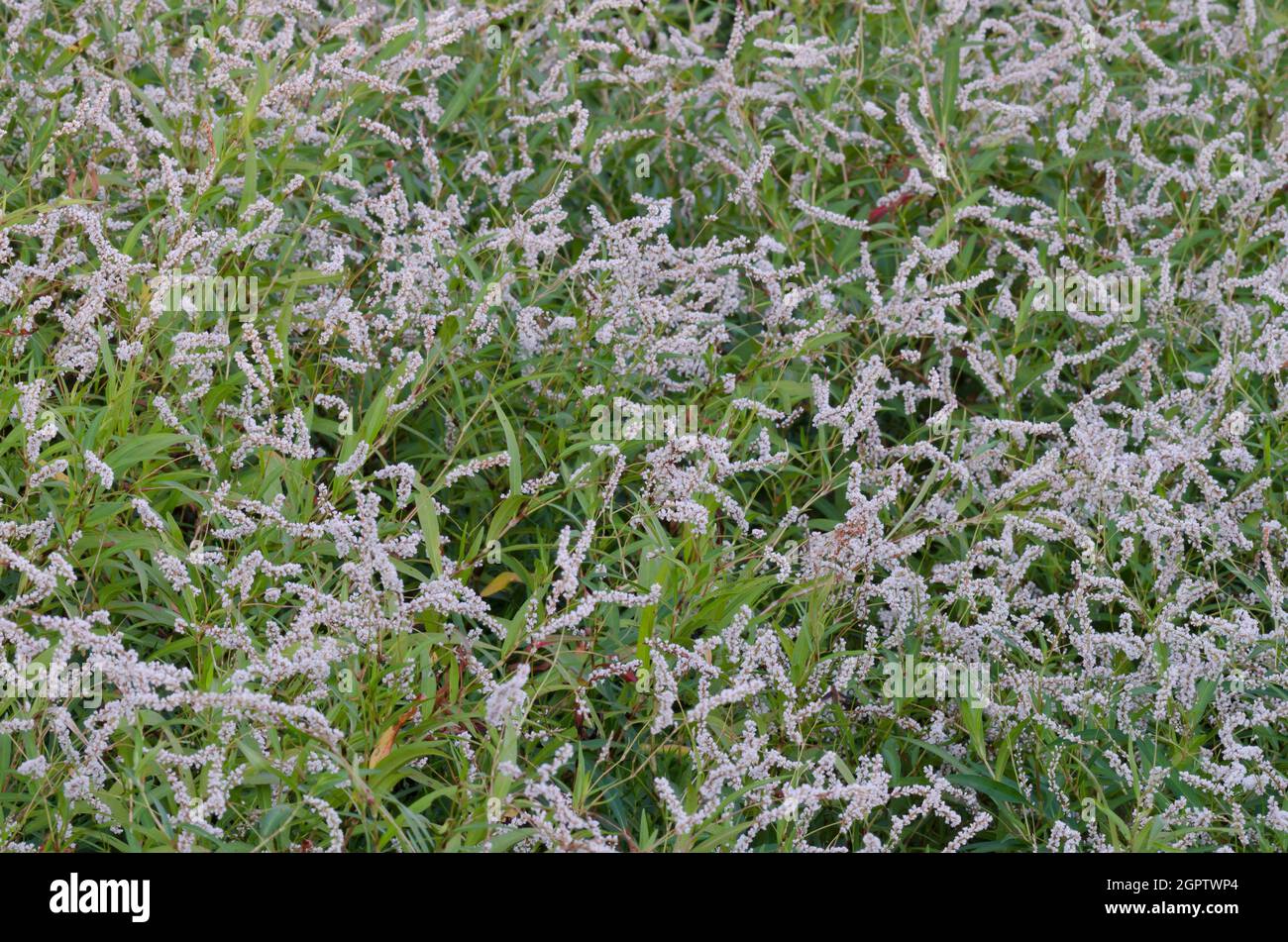 Swamp Smartweed, Persicaria hydropiperoides Stock Photo - Alamy