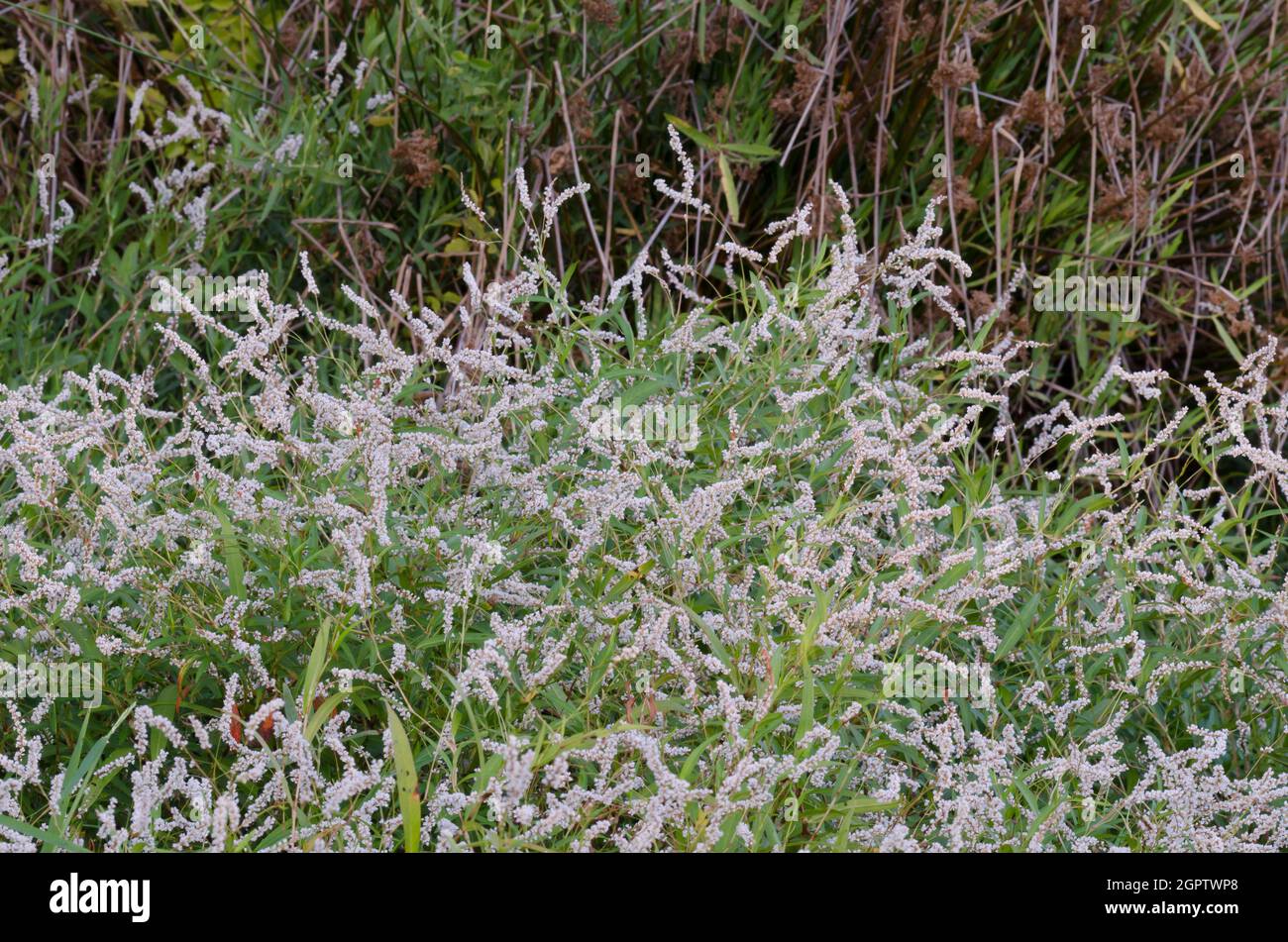 Swamp smartweed hi-res stock photography and images - Alamy