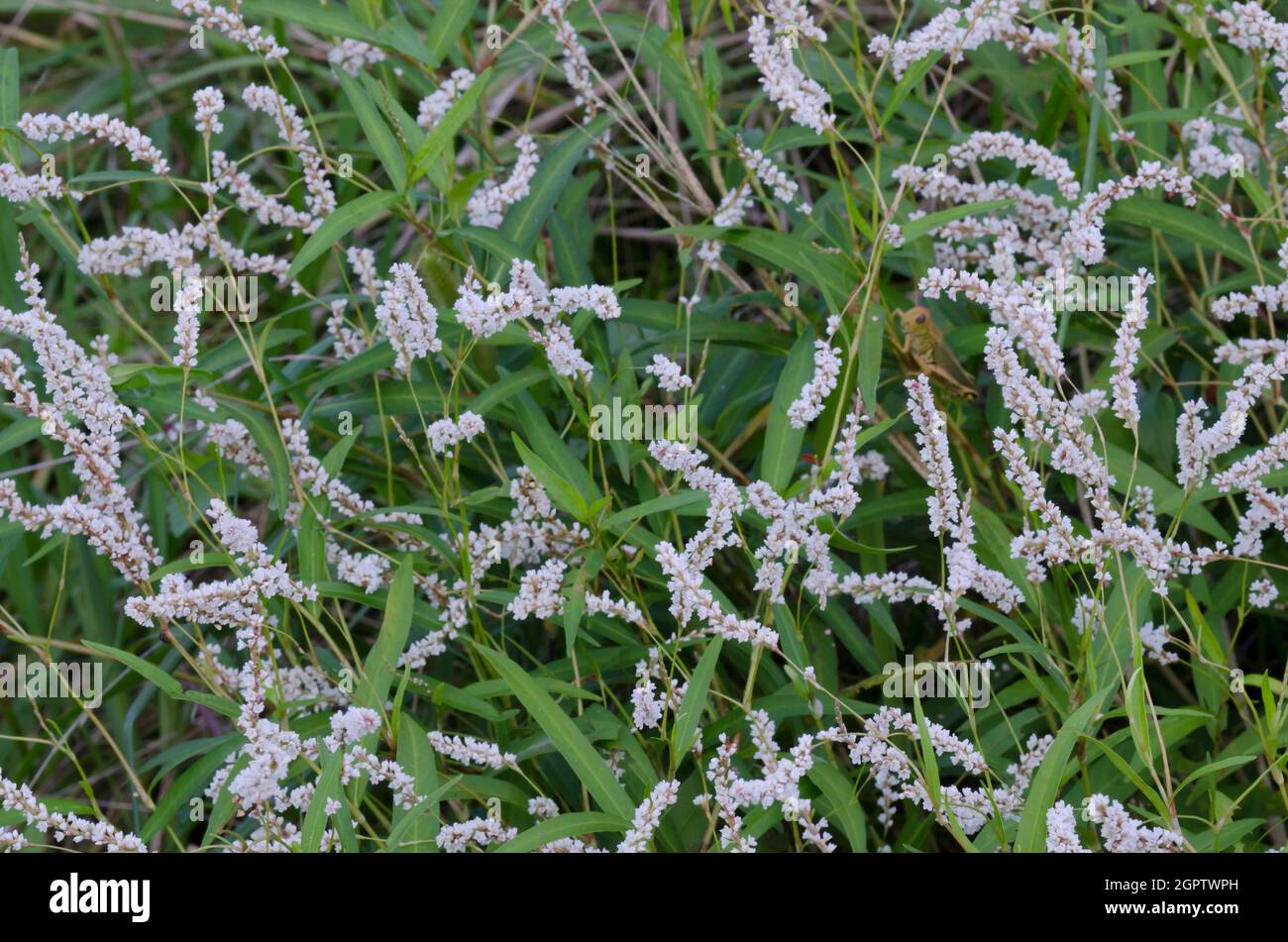Swamp Smartweed, Persicaria hydropiperoides Stock Photo - Alamy