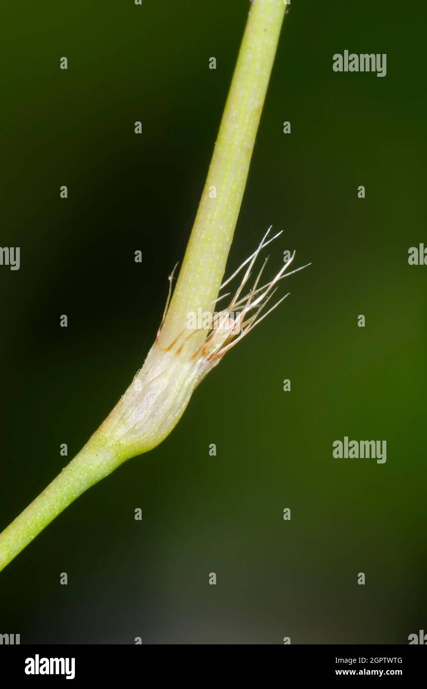 Swamp Smartweed, Persicaria hydropiperoides, sheath Stock Photo - Alamy
